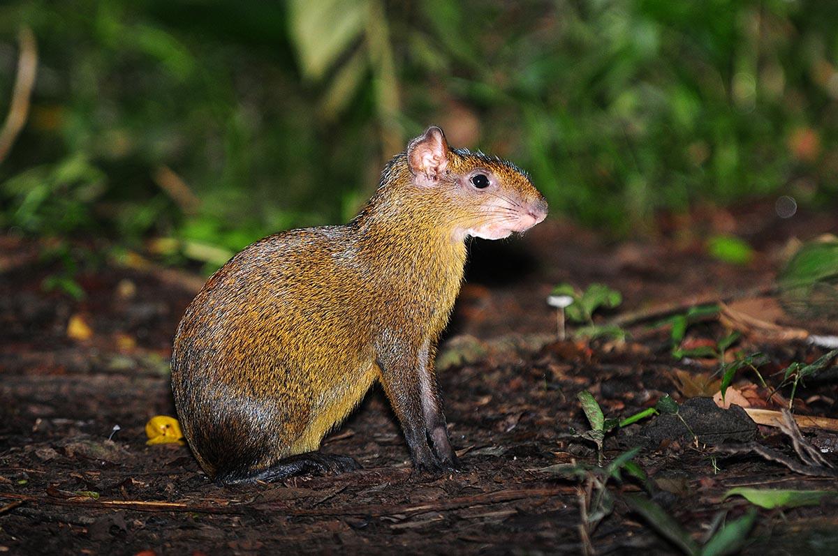 Peruvian spider monkeys: An endangered species that has found refuge in ...
