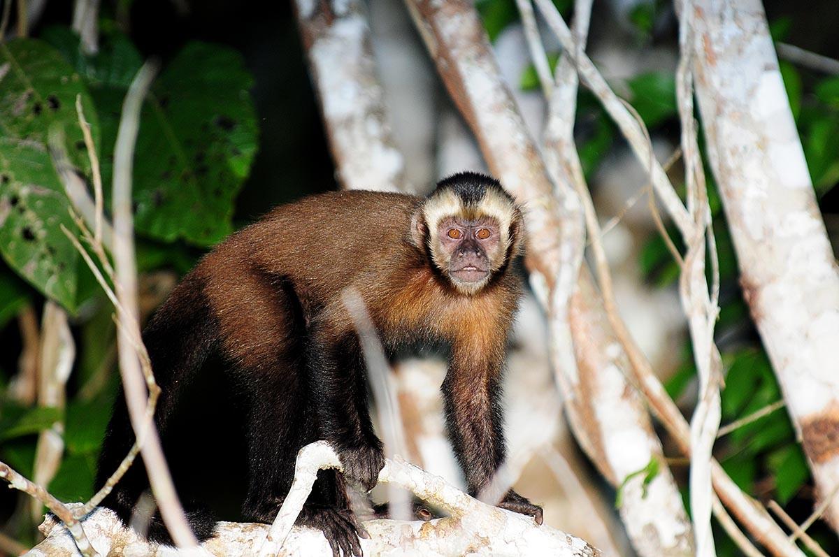 Peruvian spider monkeys: An endangered species that has found refuge in ...