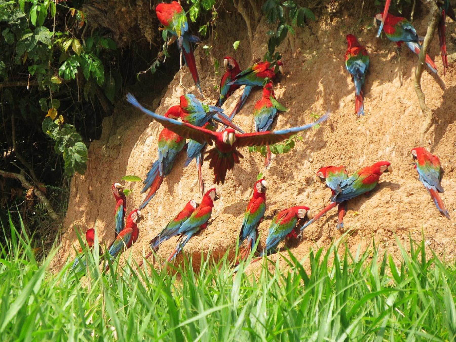 Nuestros programas amazónicos