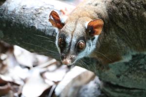 Opossums - Marsupials endemic to the Americas