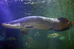 Paiche - Overfishing threatens this giant Amazon fish