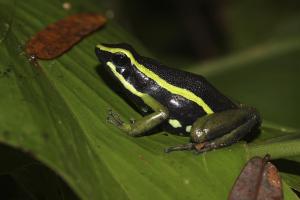 Poison dart frog – Southeast Peru’s rainforests are filled with ...