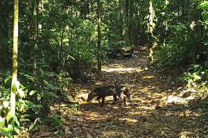 Short-eared dog: A unique South American canine species