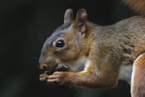 Southern Amazon red squirrel - Found in South America’s rainforests ...