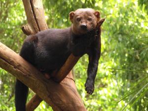 Tayra - This tree-climbing Amazon mammal is related to the otter