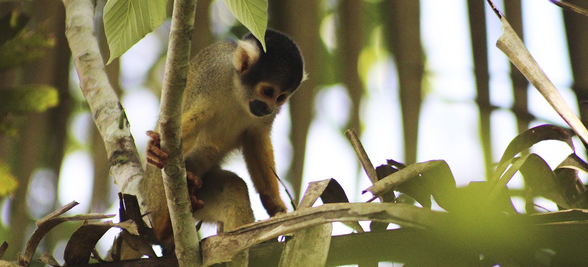 Rainforest Experience