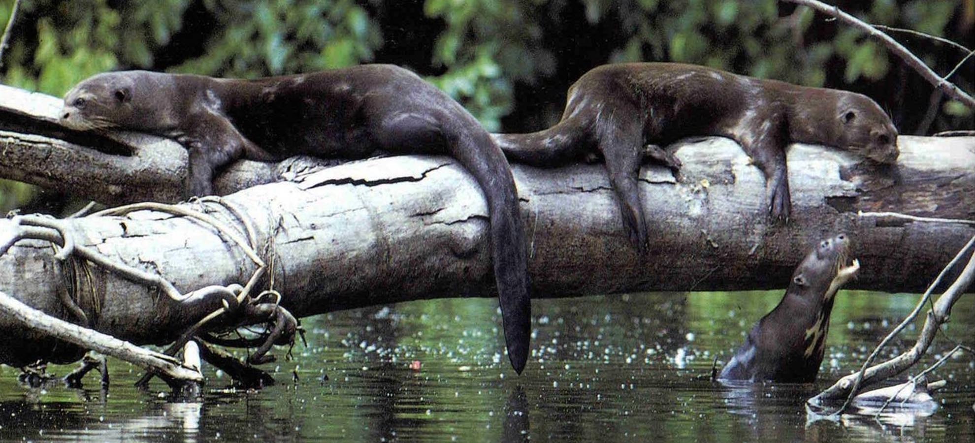 Rainforest Explorer 4 days / 3 nights