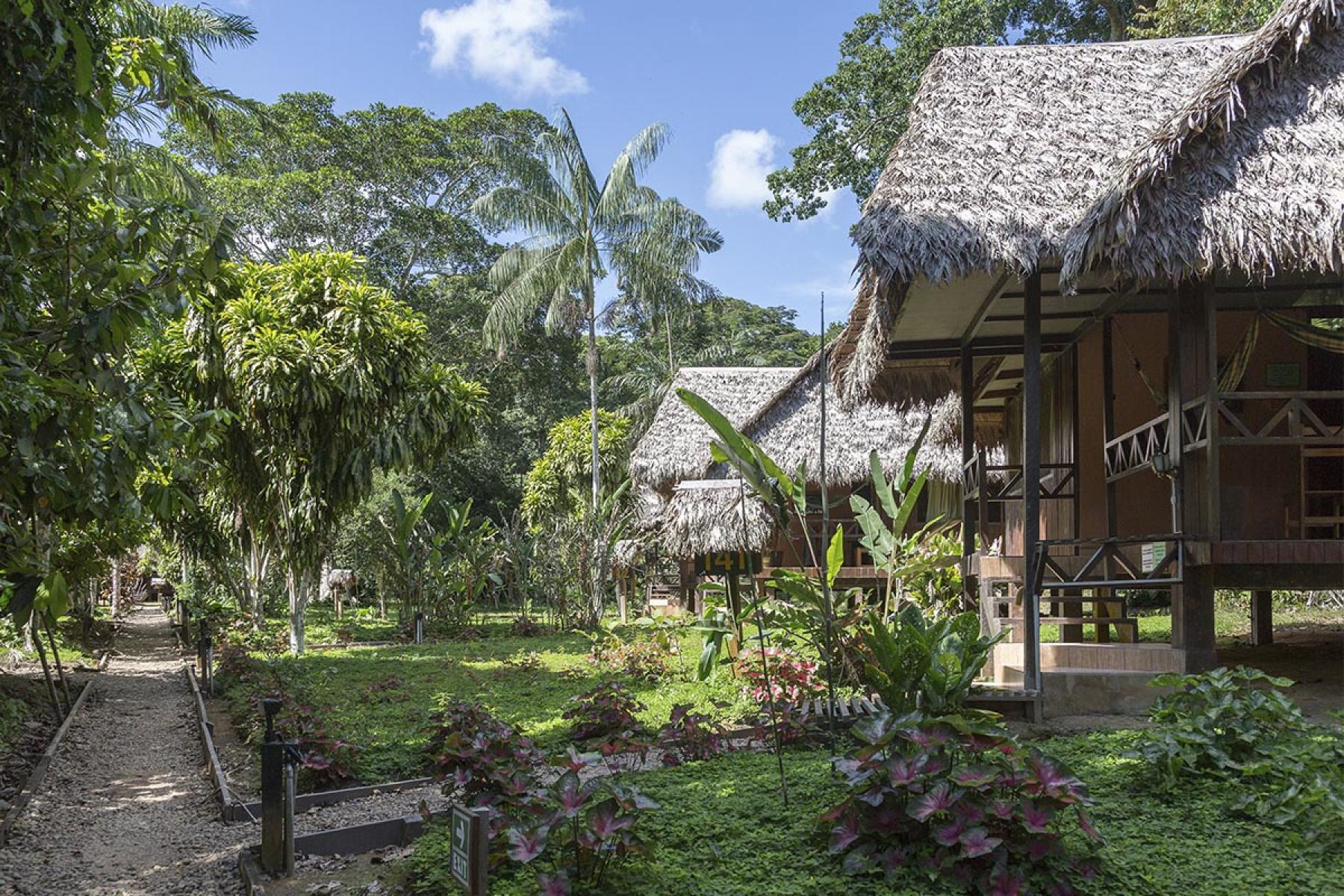 Where To See Wildlife In The Amazon Rainforest 